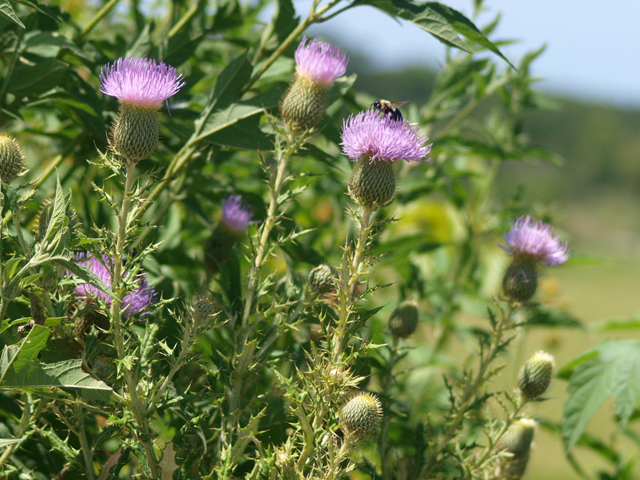 Trail Notes: Lookalike Thistles - San Marcos Greenbelt Alliance