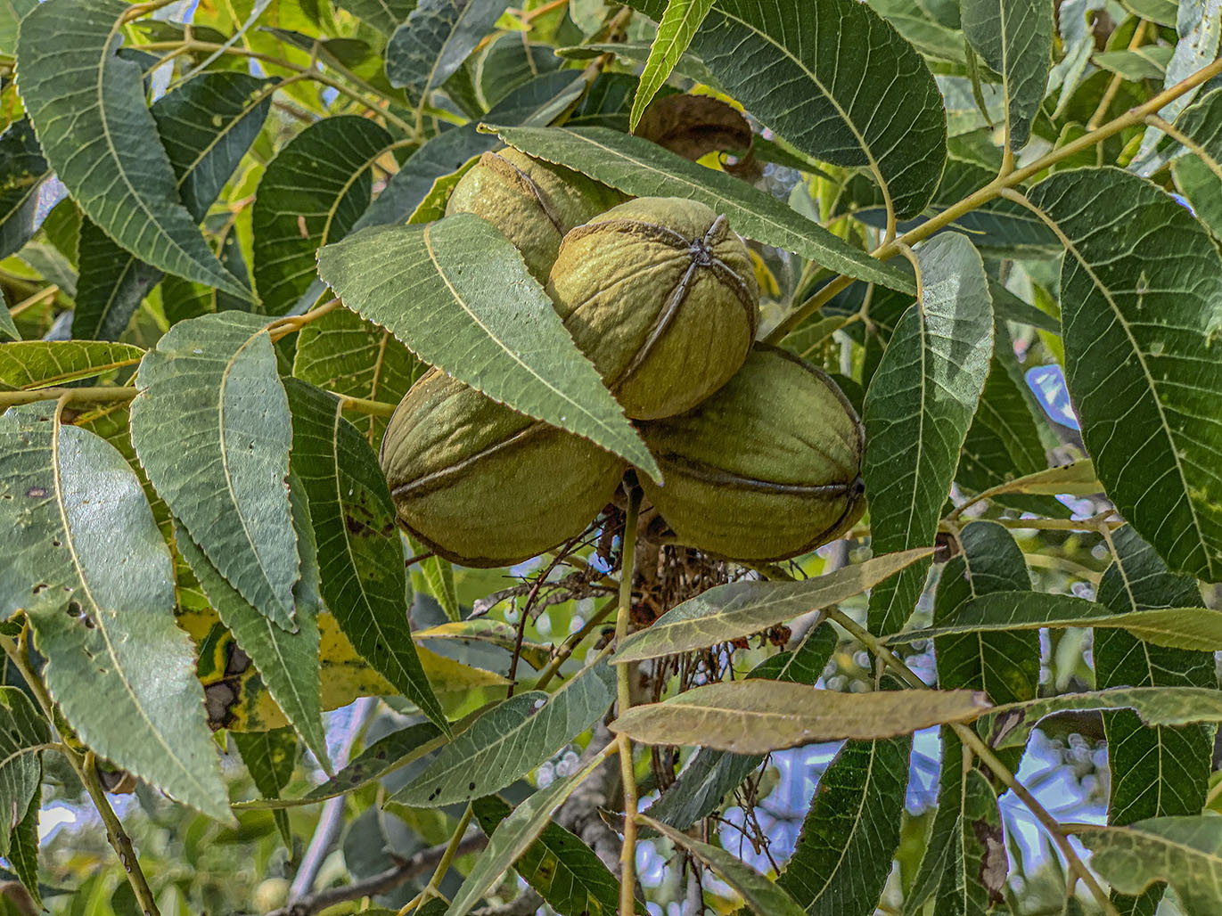 For The Love Of Trees Pecan San Marcos Greenbelt Alliance For The Love Of Trees Pecan San Marcos Greenbelt Alliance