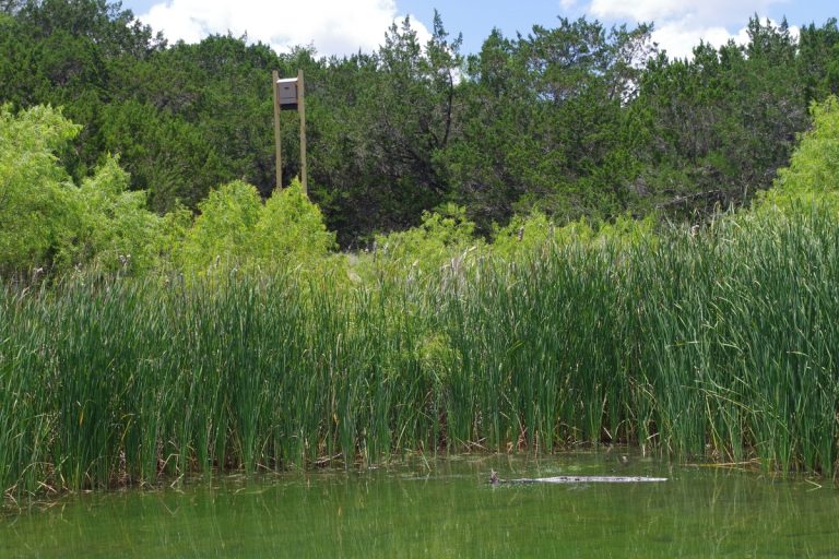 Eagle Scout Bat Box Project in Spring Lake Natural Area - San Marcos ...