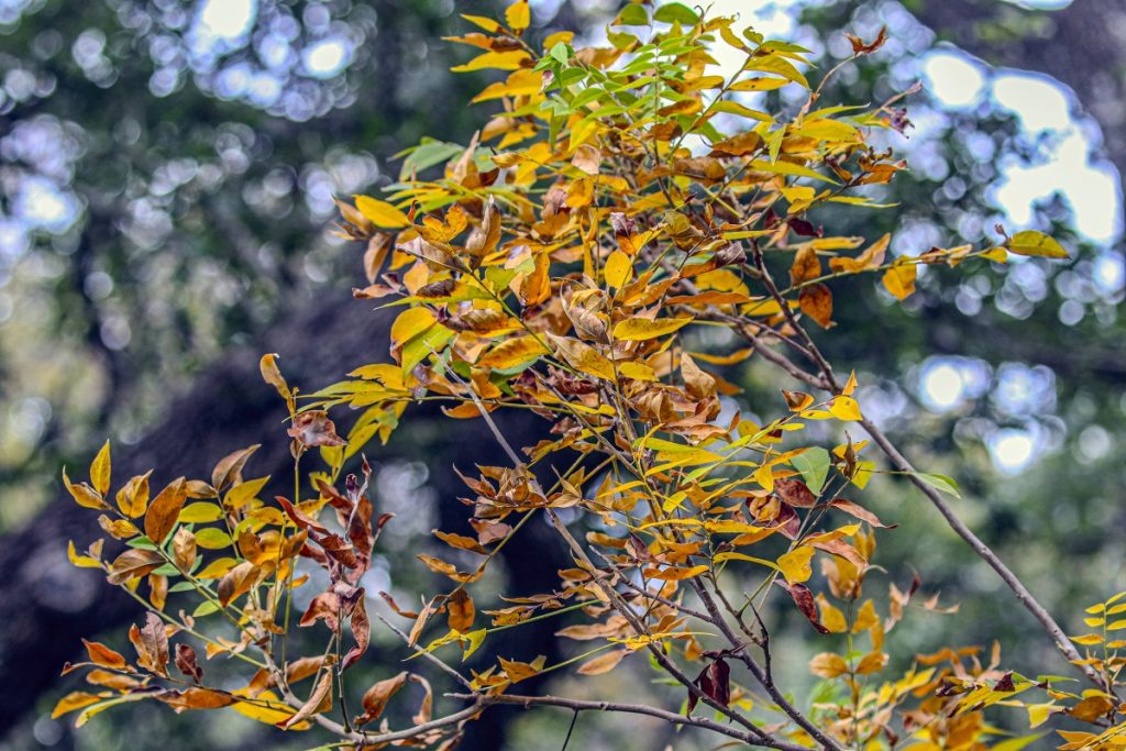 Trail Notes: The Remarkable Soapberry Tree - San Marcos Greenbelt Alliance
