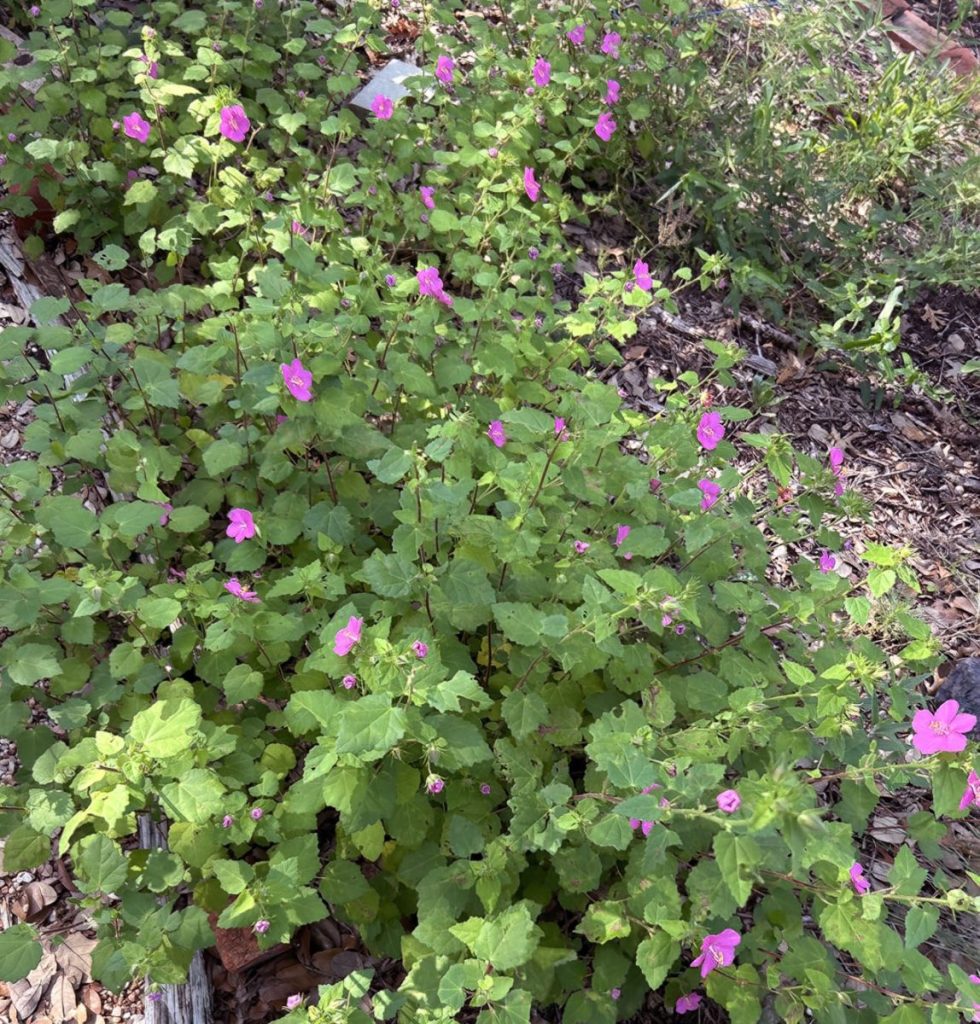 Trail Notes: The Marvelous Mallow - San Marcos Greenbelt Alliance