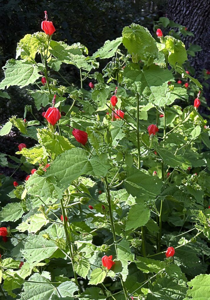 Trail Notes: The Marvelous Mallow - San Marcos Greenbelt Alliance